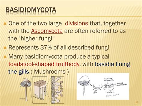 Lab 2 Biology Department Ppt Download Lab 2 Biology Department Ppt Download