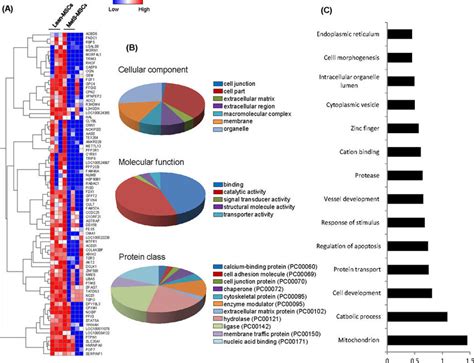 Seventy Eight Proteins Downregulated In Mets Mscs Compared To