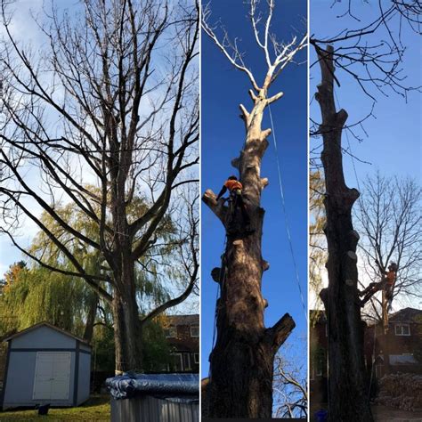 TORONTO TREE GUYS Updated March Photos Kingston Road Toronto Ontario Tree