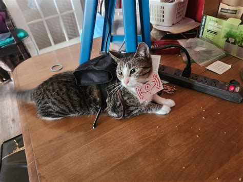 I Made A Chachamaru Cosplay Rkimetsunoyaiba