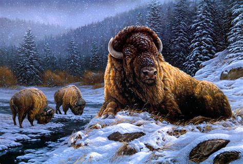 400 Bison Wallpapers