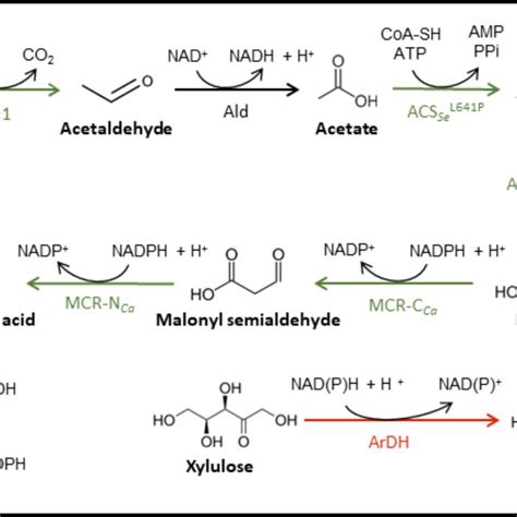 Metabolic Pathway From Pyruvate To 3 Hp Through Cytosolic Acetyl Coa Download Scientific