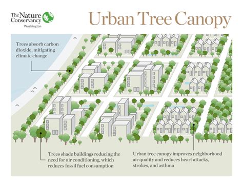 The Importance Of Urban Tree Canopy