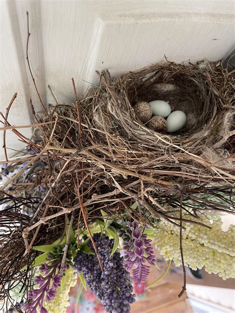 Bird Eggs R Whatsthisbird