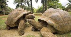 How To Determine The Sex Of A Tortoise Tips For Accurate Identification The Tortoise Shop