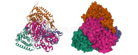 Structure Of The Human Pyruvate Dehydrogenase Tetramer Stock Illustration Illustration Of