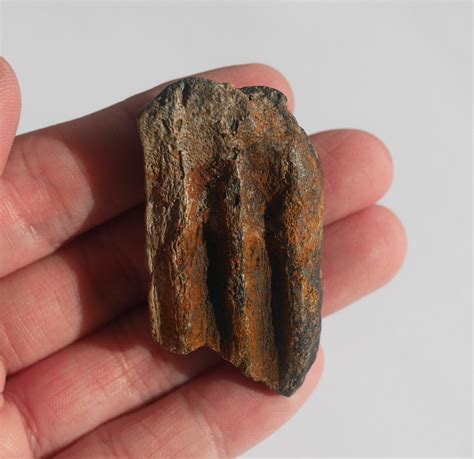Dinosaur Diplodocid Jaw Fossil Hobbies And Toys Memorabilia