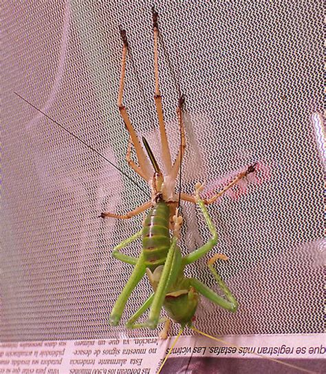 Neobarrettia Spinosa Female Moult To Final Instar Series 7