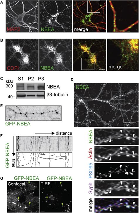 Neurobeachin Is Located At Neuronal Dendrites And Synaptic Sites A