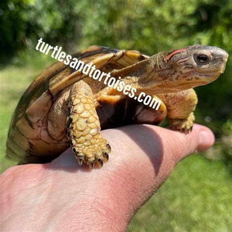 Furrowed Wood Turtles Rhinoclemmys Areolata Adult Females