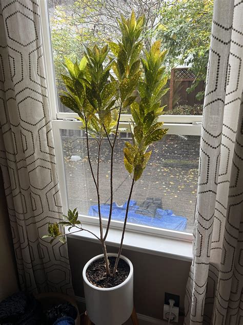 What Am I Doing Wrong Not Enough Sun Rplants