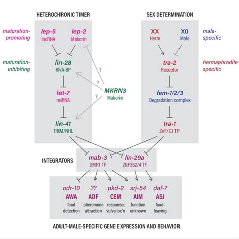 The Heterochronic And Sex Determination Pathways Intersect To Control Download Scientific