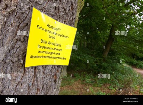 Oak Processionary Moth Thaumetopoea Processionea Warning Sign Oak