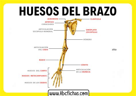 Huesos Del Brazo Esqueleto Del Brazo Con Escapula Y Clavicula