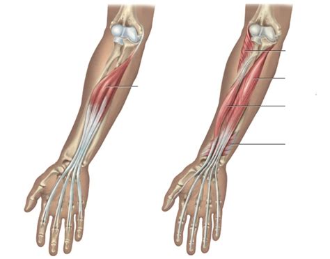 Deep Forearm Flexors Quiz