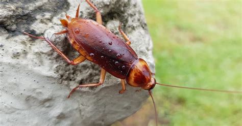 Cockroaches In Nature Their Surprising Contribution
