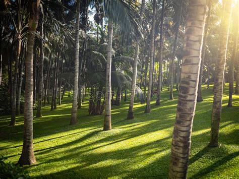 Beautiful Photo Of Sun Shining Through High Palm Tree Growing On