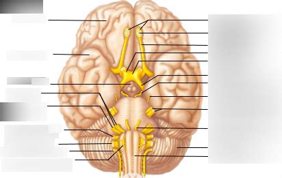 Lab Practical Cranial Nerves BIO Diagram Quizlet