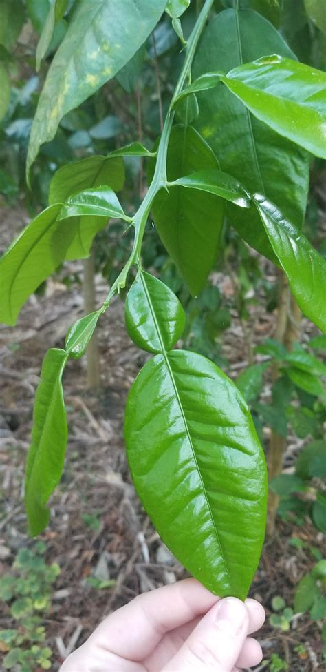 Central Florida The Leaves Smell Like Froot Loops R Whatsthisplant