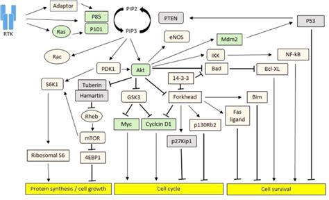 Schematic Drawing Of The Pi3kakt Signaling Pathway And The Associated