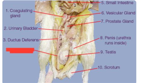 Male Reproductive System Rat Flashcards Quizlet