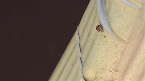 Asian Lady Beetles Heres What To Know About These Fake Ladybugs
