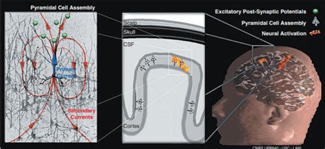 The Inverse Problem In Eeg Assumptions And Pitfalls Sapien Labs Shaping The Future Of Mind