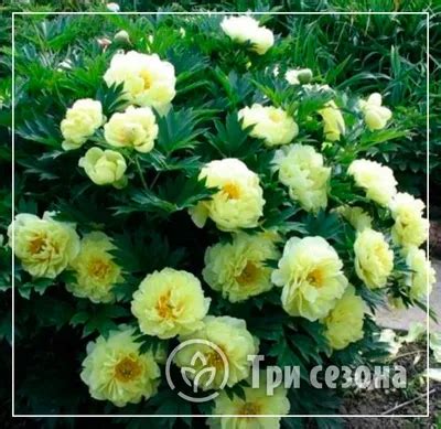 Пион бартзелла фото - 76 картинок