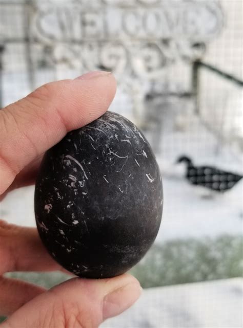All About Cayuga Ducks Fresh Eggs Daily® Lisa Steele