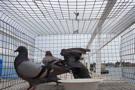 How To Make A Pigeon Trap Pigeons Palace