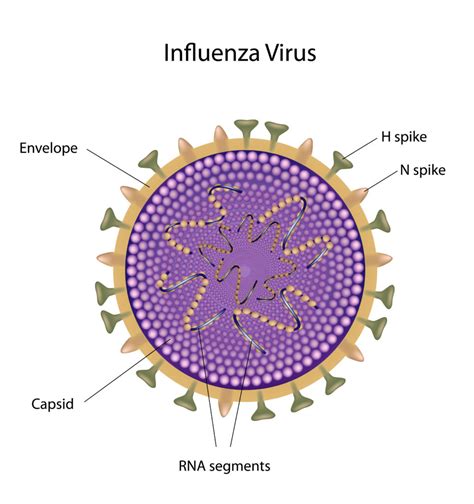Virus Diagram Gcse