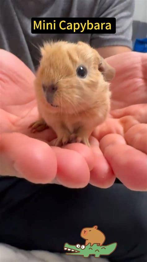 This Mini Capybara Is Barking Loudly [video] Cute Hamsters Cute