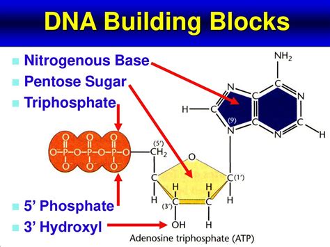Various Structures Of Dna Building Blocks