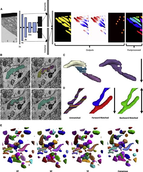 Instance Segmentation Of Mitochondria In Electron Microscopy Images With A Generalist Deep