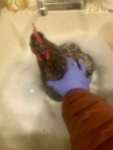 What Is Vent Gleet And How To Treat It Lost Arrow Farm