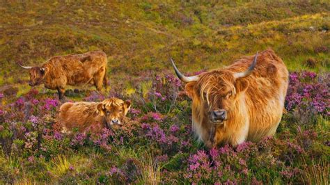 600 Highland Cow Wallpapers