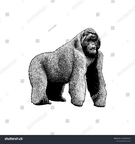 Gigantopithecus Hand Drawing Vector Isolated On Stock Vector Royalty Free 2444039769 Gigantopithecus Hand Drawing Vector Isolated On Stock Vector Royalty Free 2444039769