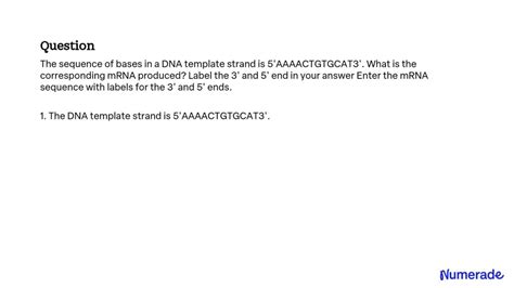 Solved The Sequence Of Bases In A Dna Template Strand Is 5