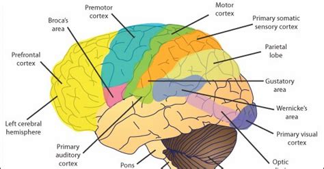 功能性大腦皮質 Functional cortex 小小整理網站 Smallcollation