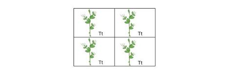 Mendel S Laws Of Inheritance Types Mendel S Experiments