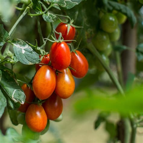 Tomate Italienne Roma Botanix Jardineries Botanix
