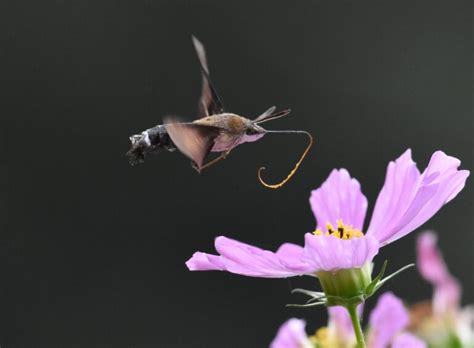 ホウジャク ふじさわ自然通信