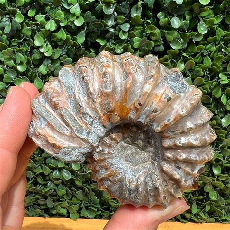 Nautilus Fossil Shell The Crystal Society Pty Ltd