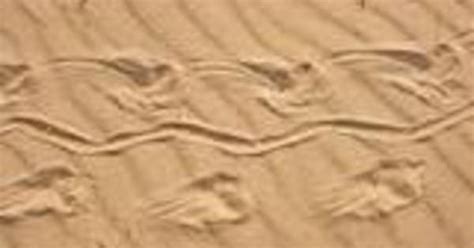 Common Snapping Turtle Tracks Album On Imgur