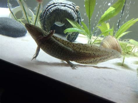 What Sex Is My Axolotl Caudata Org Newts And Salamanders Portal