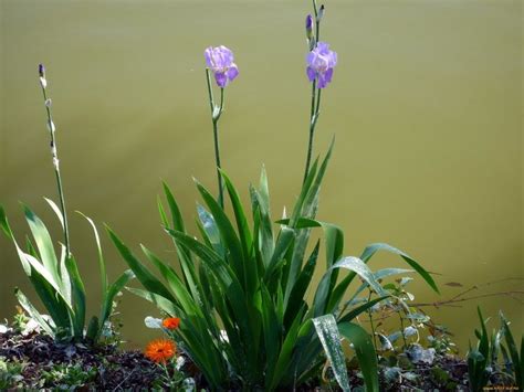 Обои Цветы Ирисы обои для рабочего стола фотографии цветы ирисы Обои для рабочего стола