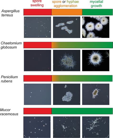 Schematic Graph Illustrating The Differences In The Morphological Download Scientific Diagram
