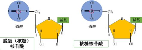 第5节 核酸是遗传信息的携带者
