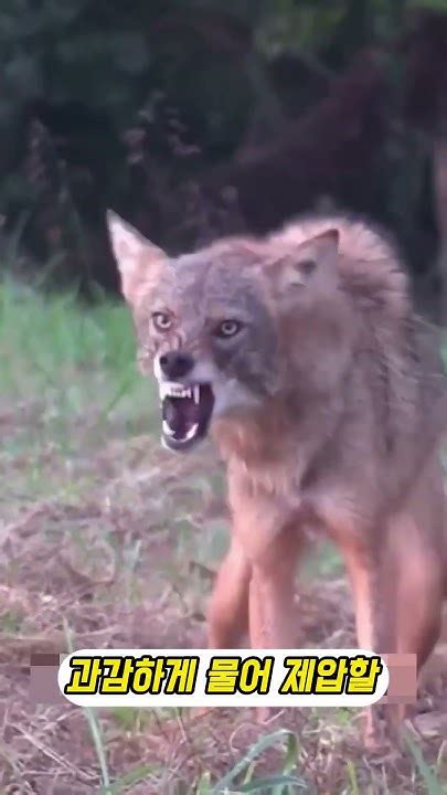 야생 늑대가 강아지에게 울부짖은 이유 Youtube
