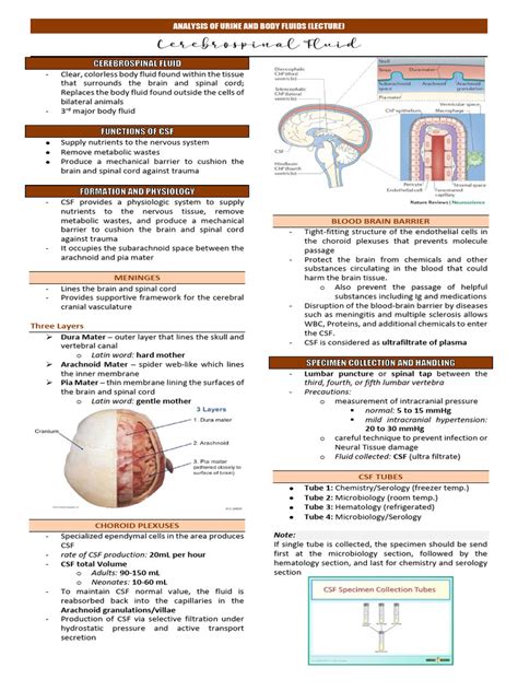 Lecture Lesson 7 Cerebrospinal Fluid Pdf Cerebrospinal Fluid Meningitis